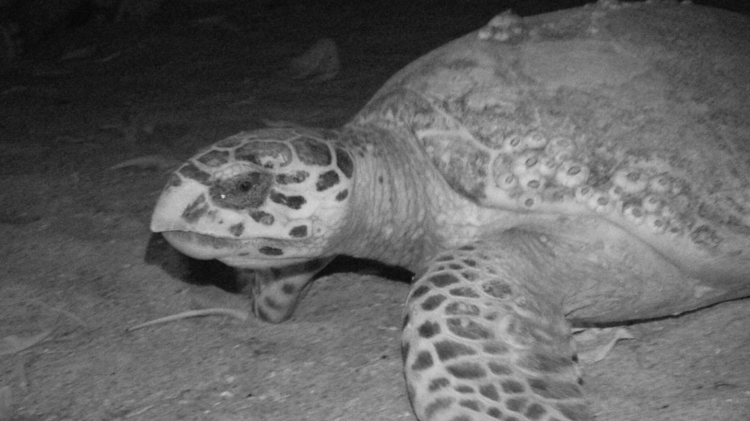 Endangered Species Archives | WWF Singapore Blog