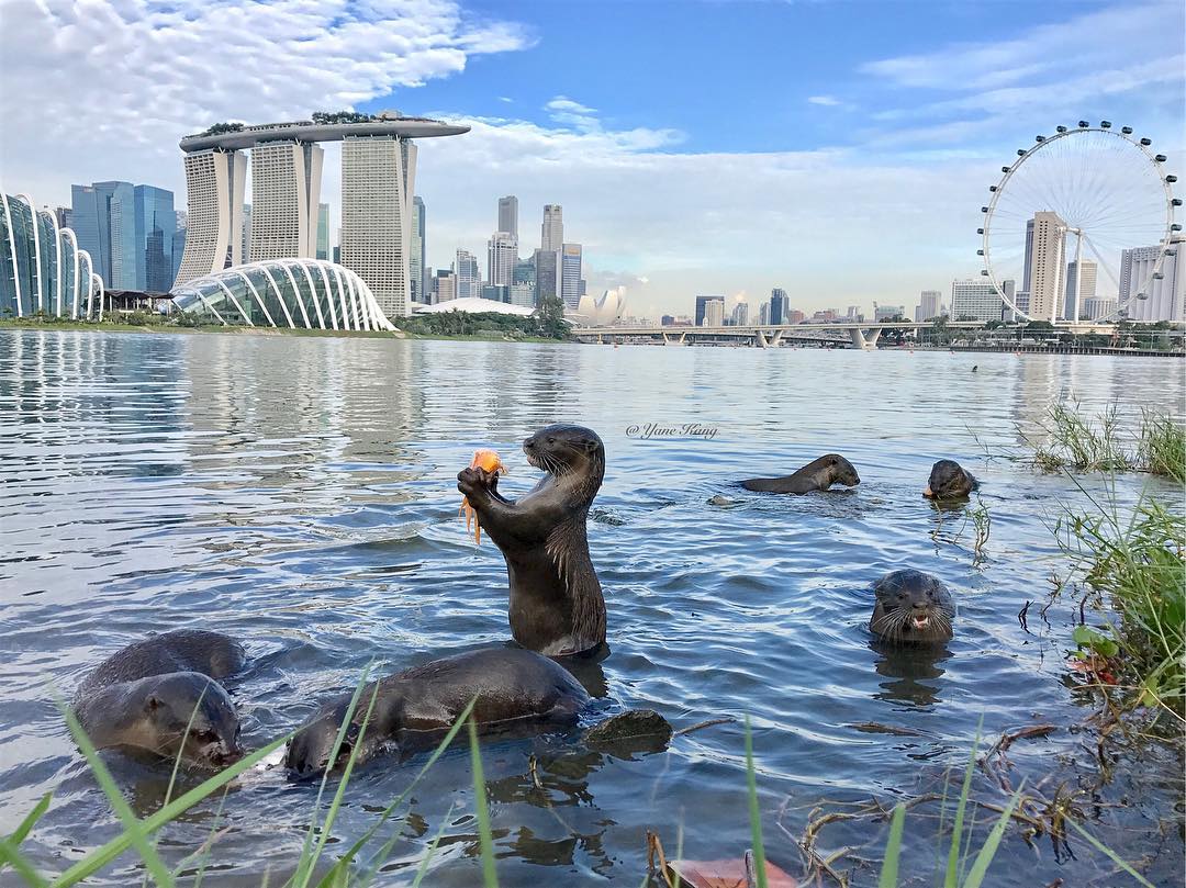 Endangered Species Archives | Page 2 of 4 | WWF Singapore Blog