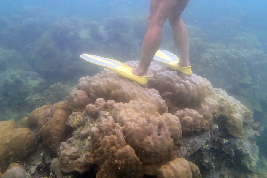 Coral Restoration - Humans of Nature