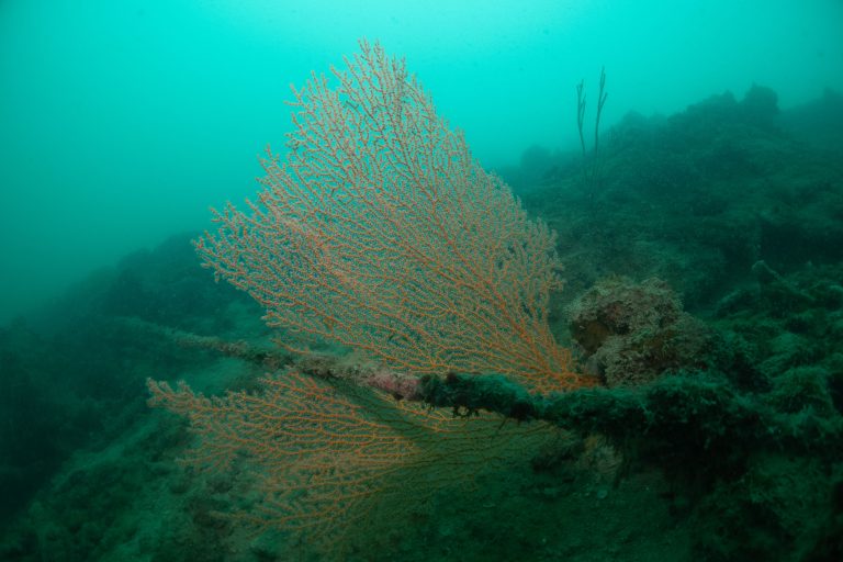 Coral Restoration - Humans of Nature