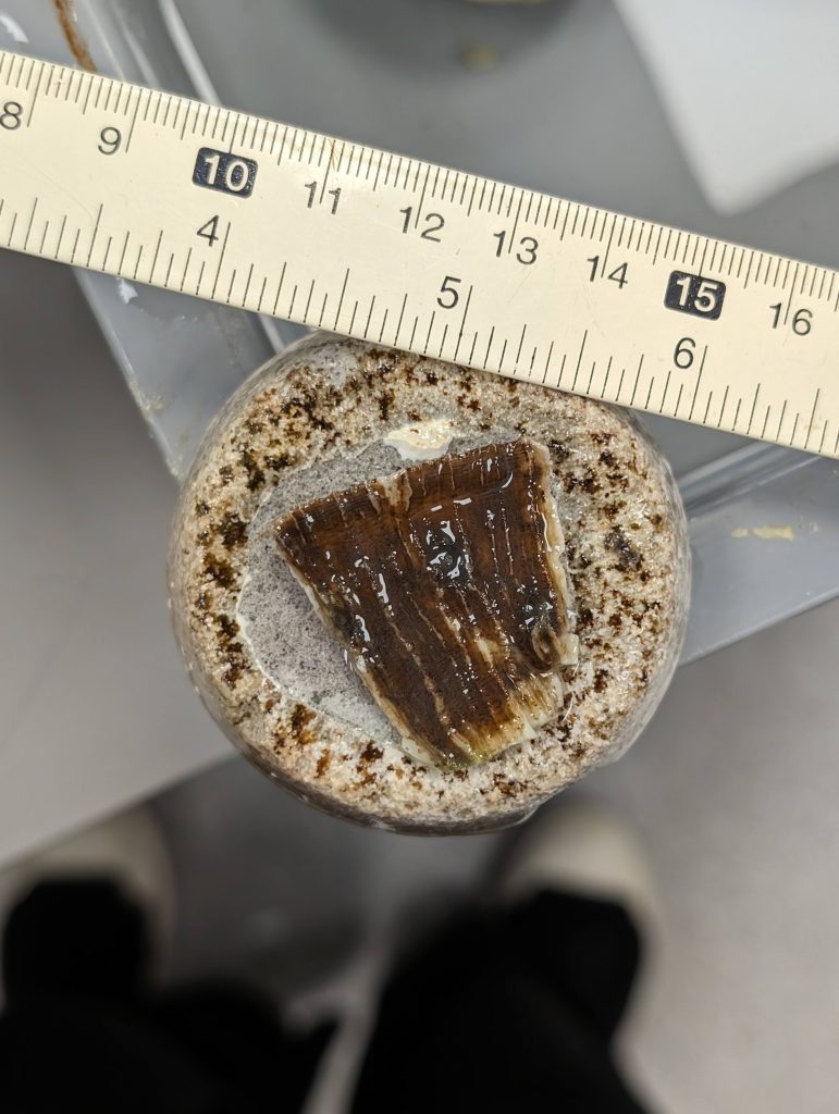 Coral Restoration - Humans of Nature