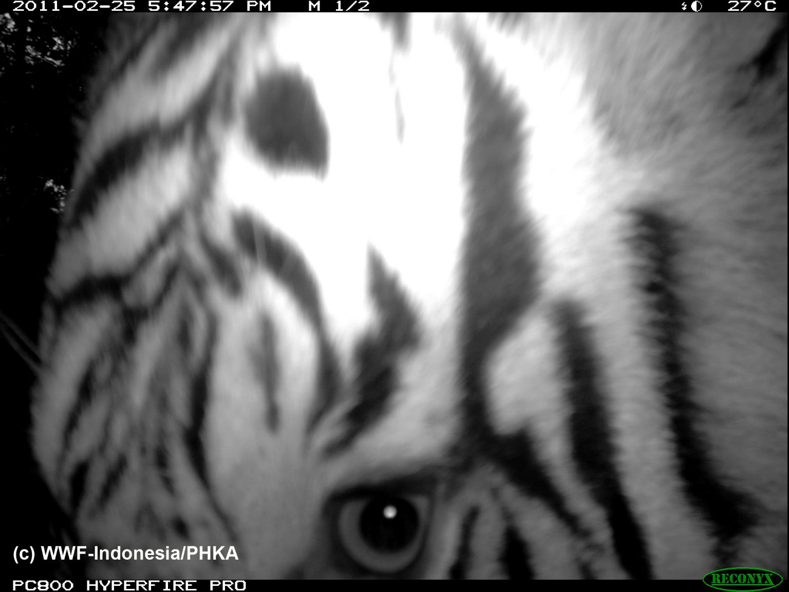 Five rare wild cat species caught on camera in Sumatra - WWF Singapore