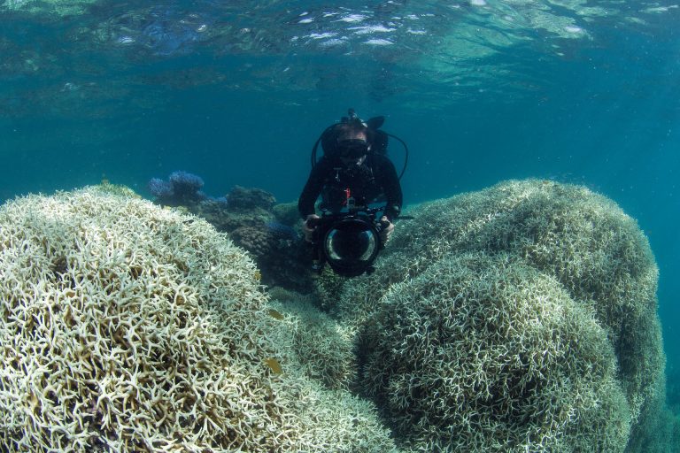 Warming waters bring coral bleaching across the globe - WWF-Singapore