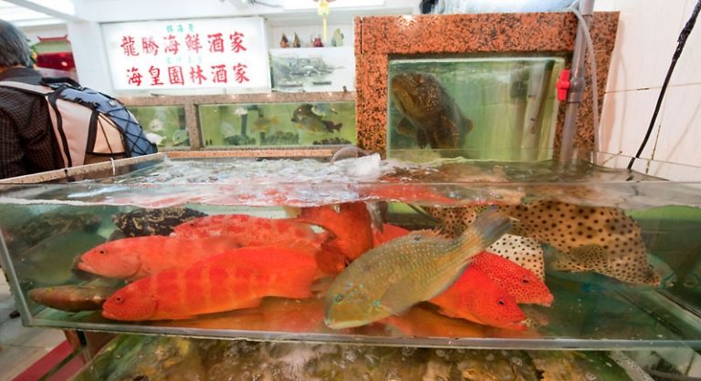 WWF Singapore launches its first ‘Singapore Seafood Guide’ - WWF-Singapore