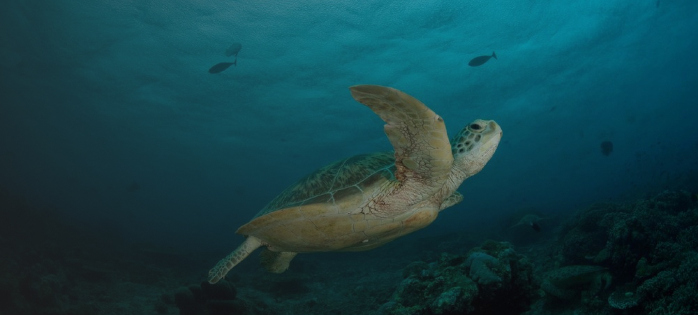 Home - WWF Singapore