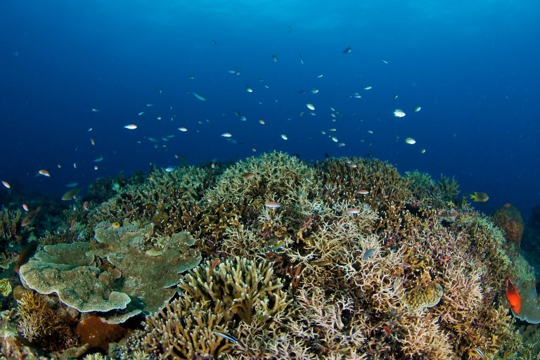 WWF-Singapore | Marine Conservation