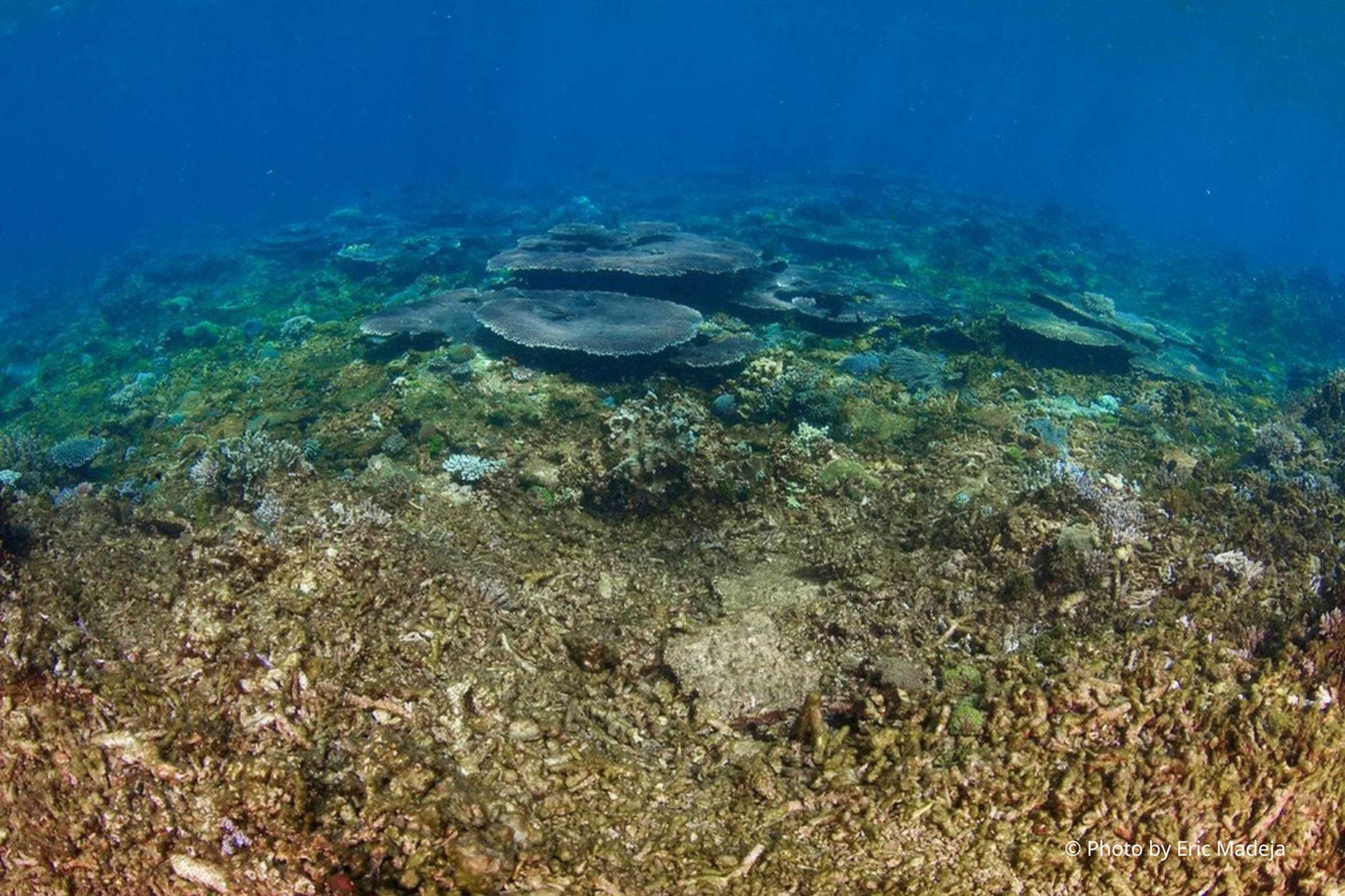 WWF-Singapore | Marine Conservation