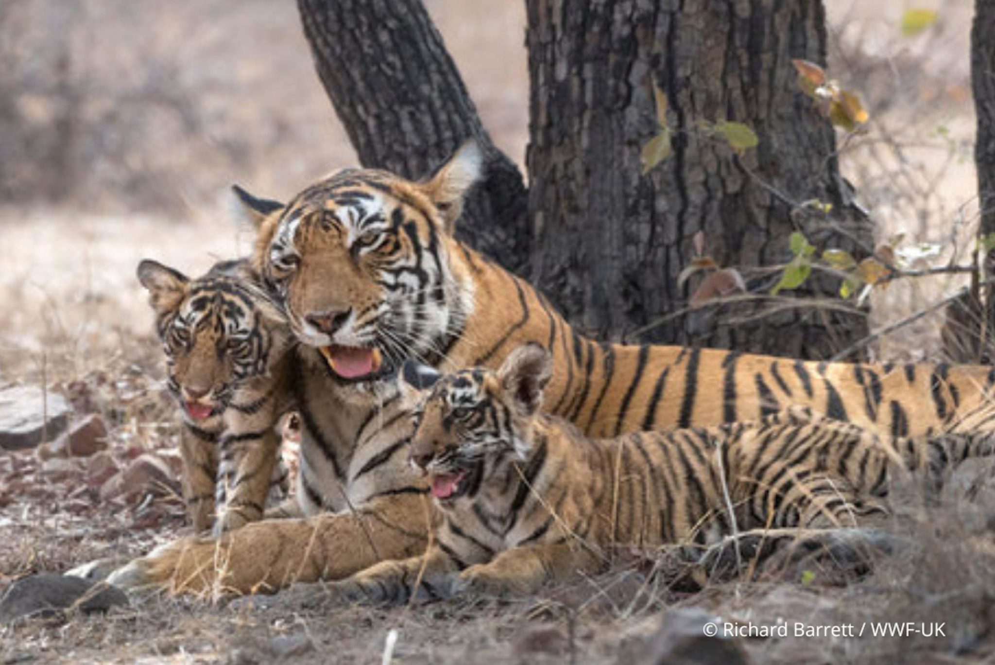 Cyber Spotter - WWF Singapore