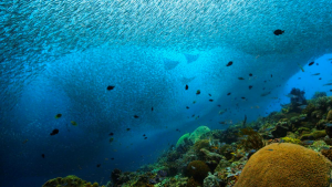 Coral Triangle - WWF Singapore