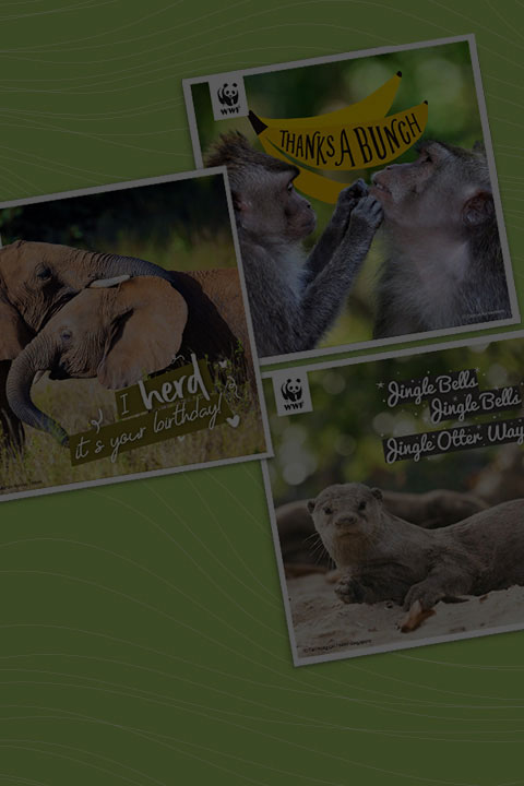 WWF-Singapore | Donate