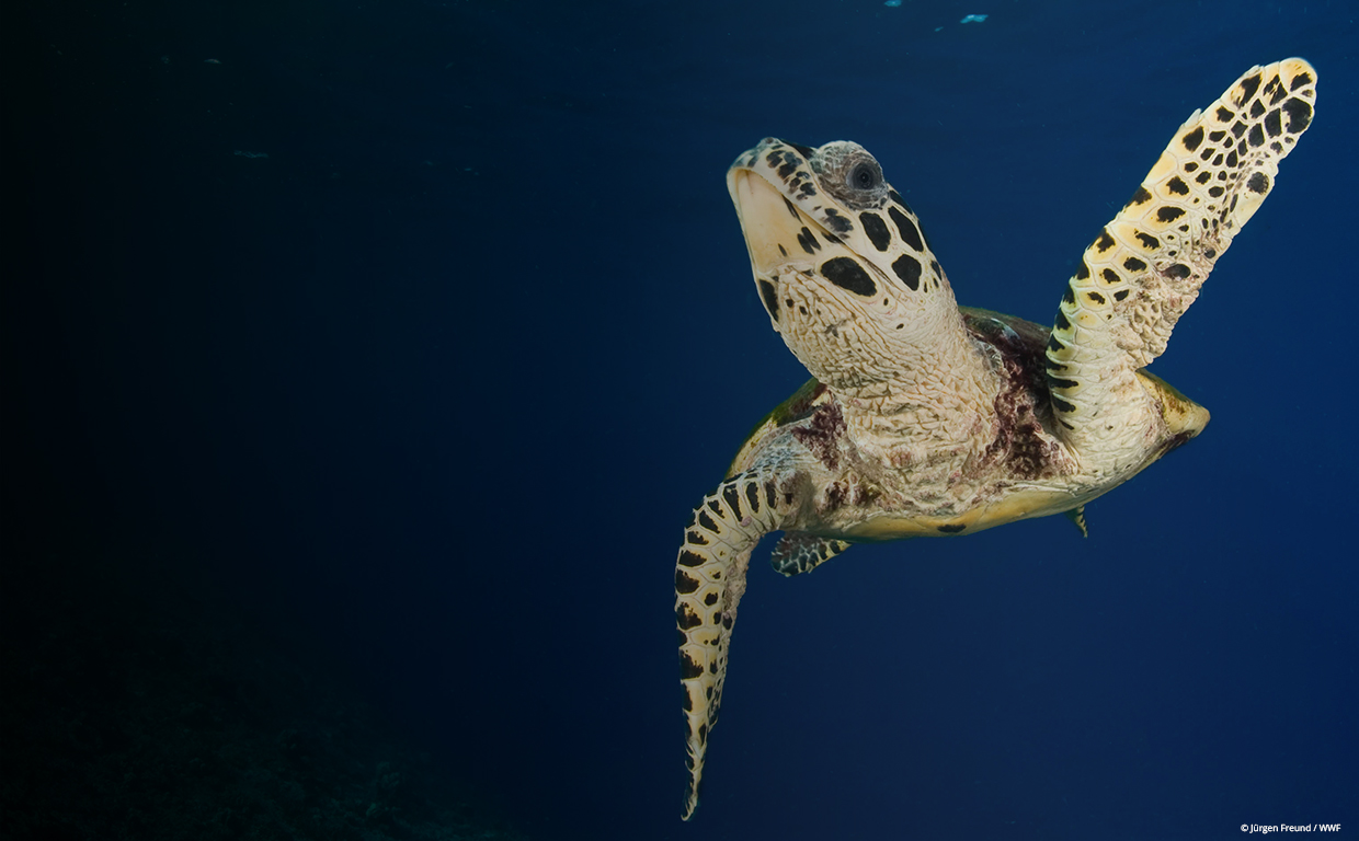 WWF Singapore | Building a Future in Harmony With Nature
