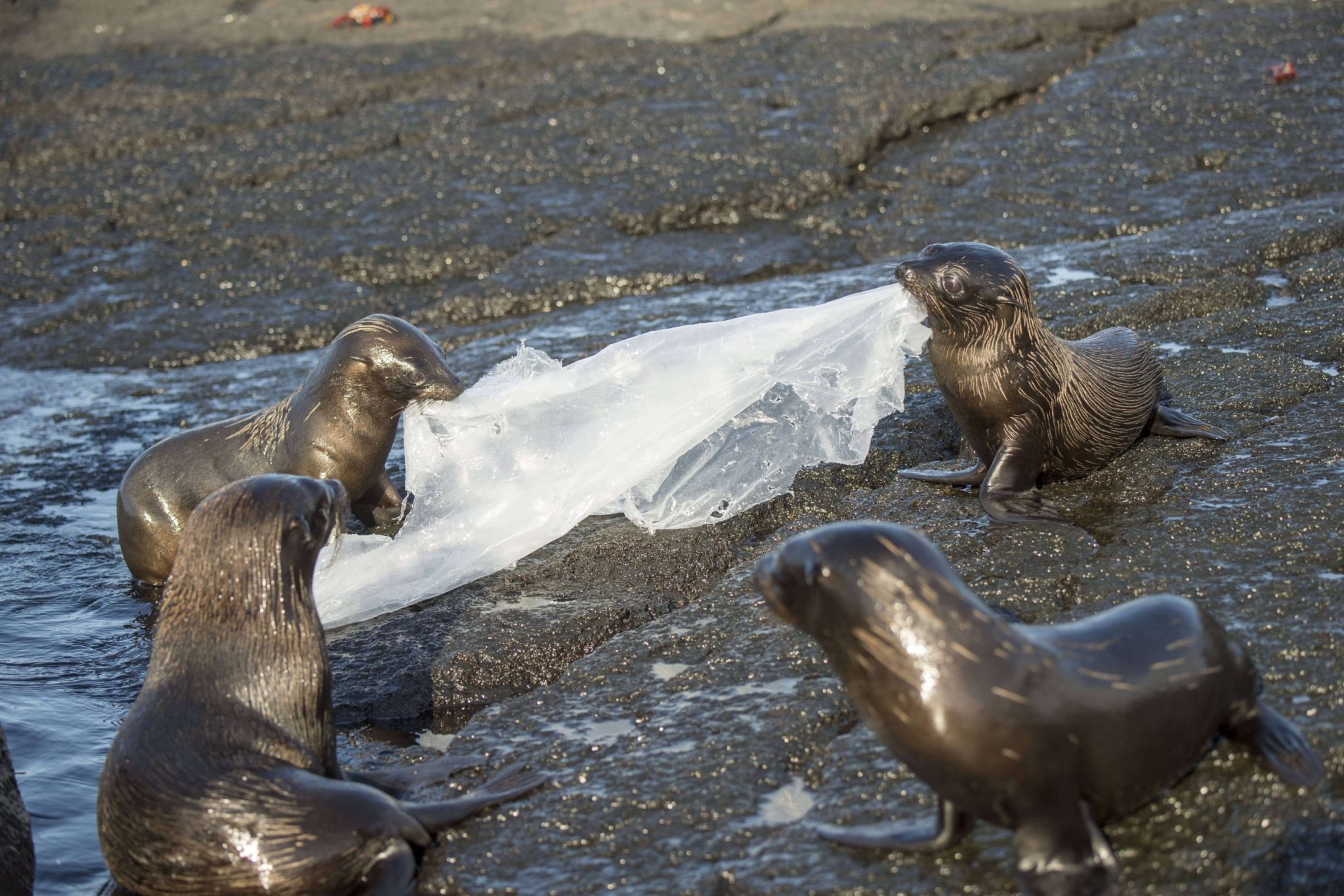 WWF-Singapore | The Global Plastic Treaty
