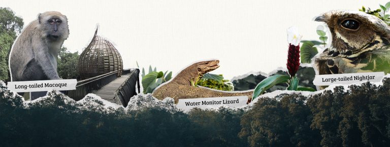 WWF-Singapore | Importance of Sungei Buloh