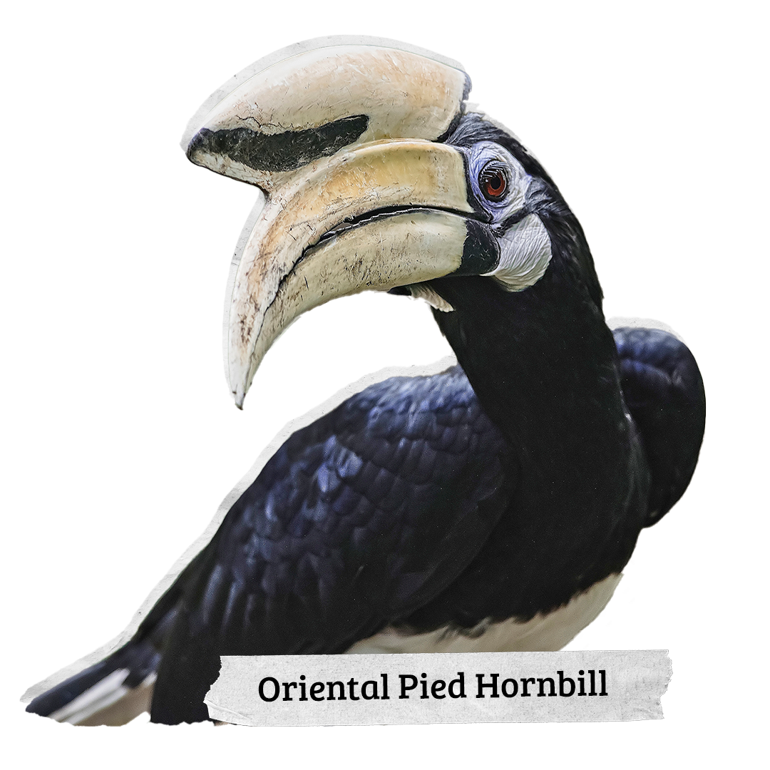 WWF-Singapore | Conserve Our Wetlands