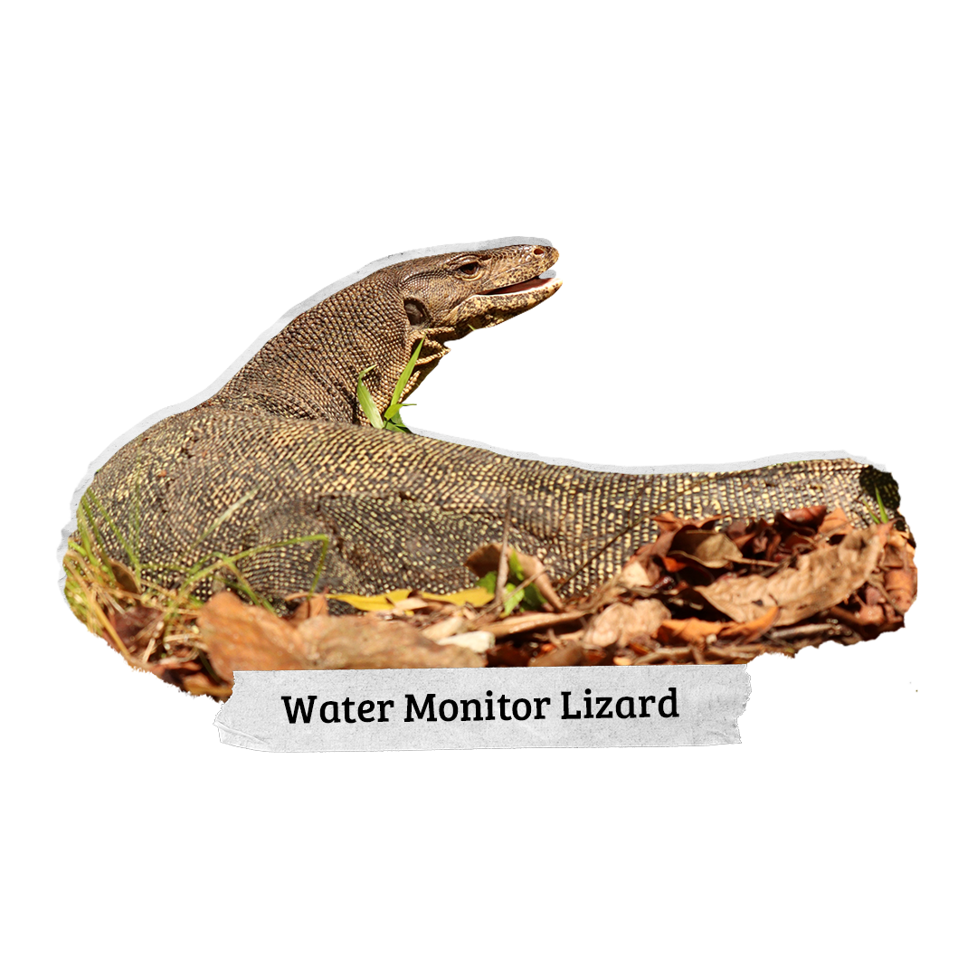 WWF-Singapore | Conserve Our Wetlands