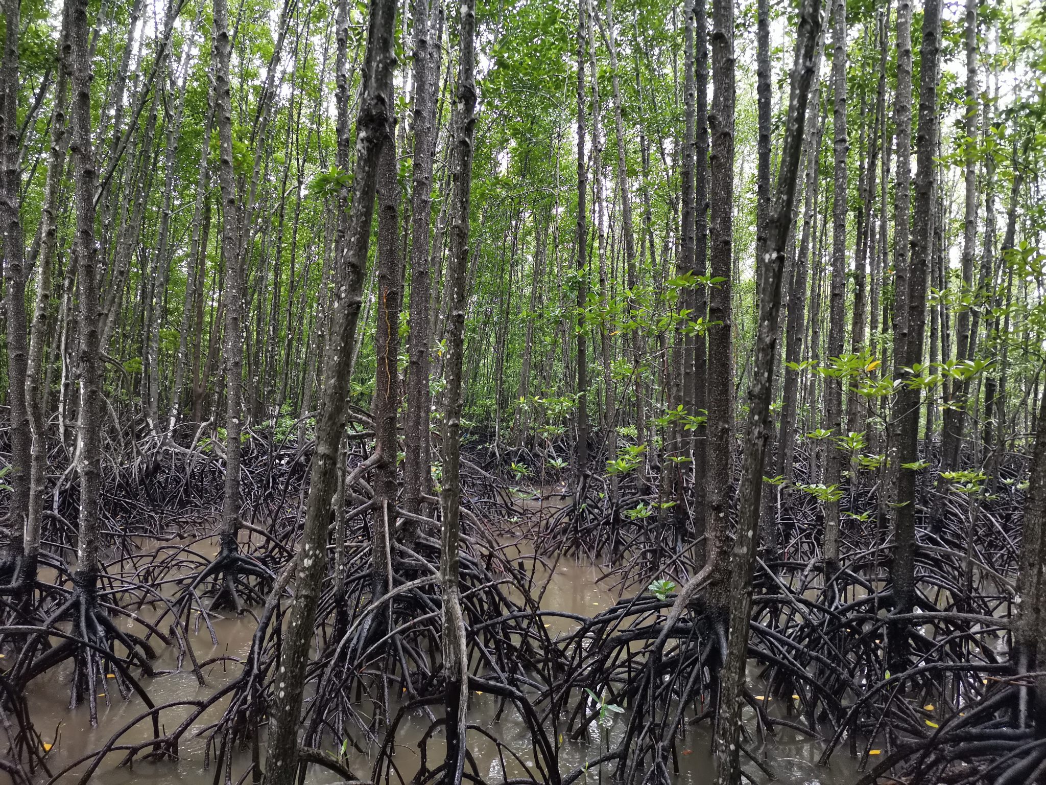 WWF-Singapore | WWF School Programme